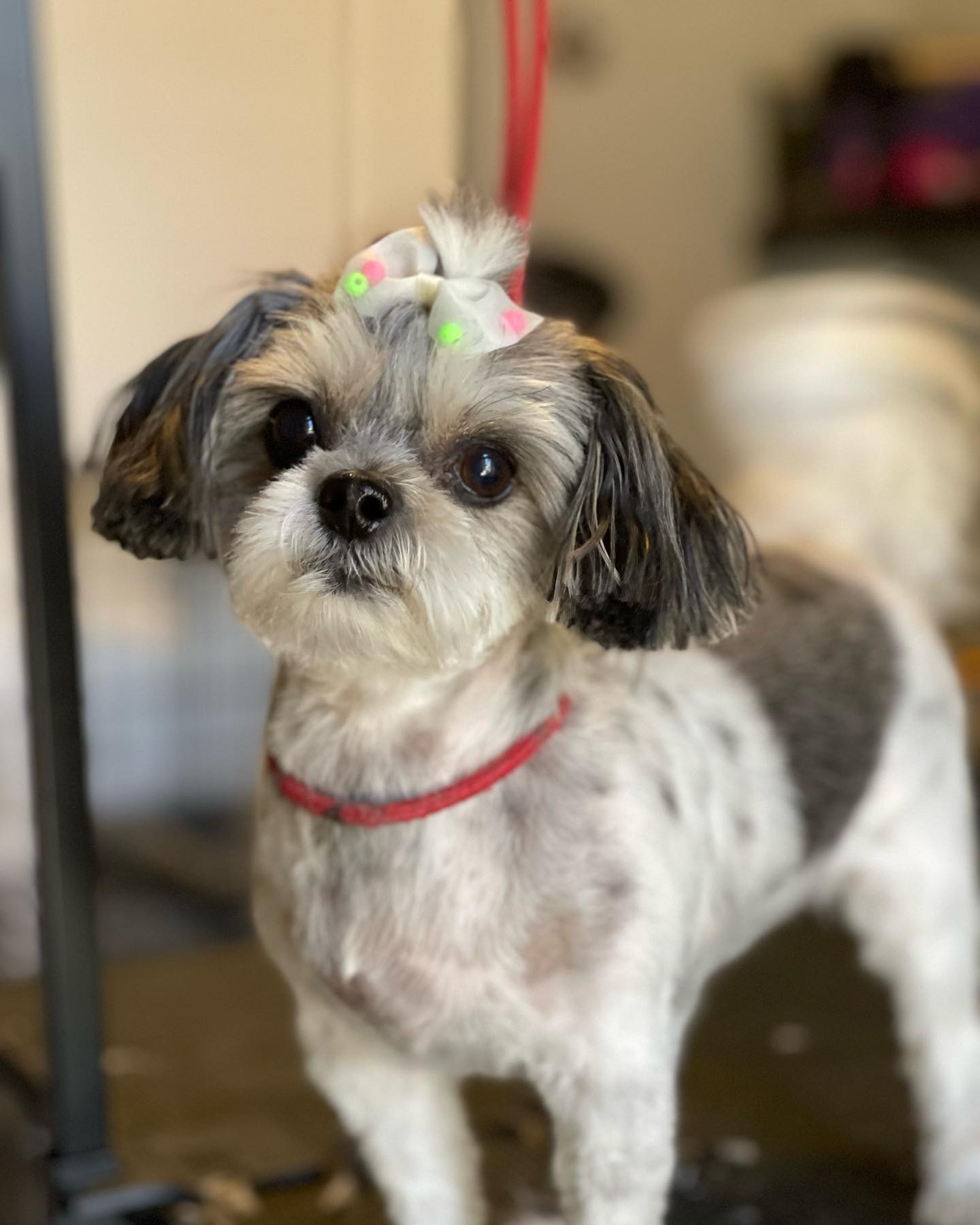 Pretty Paws Dog Grooming - Gilbert, AZ 85234