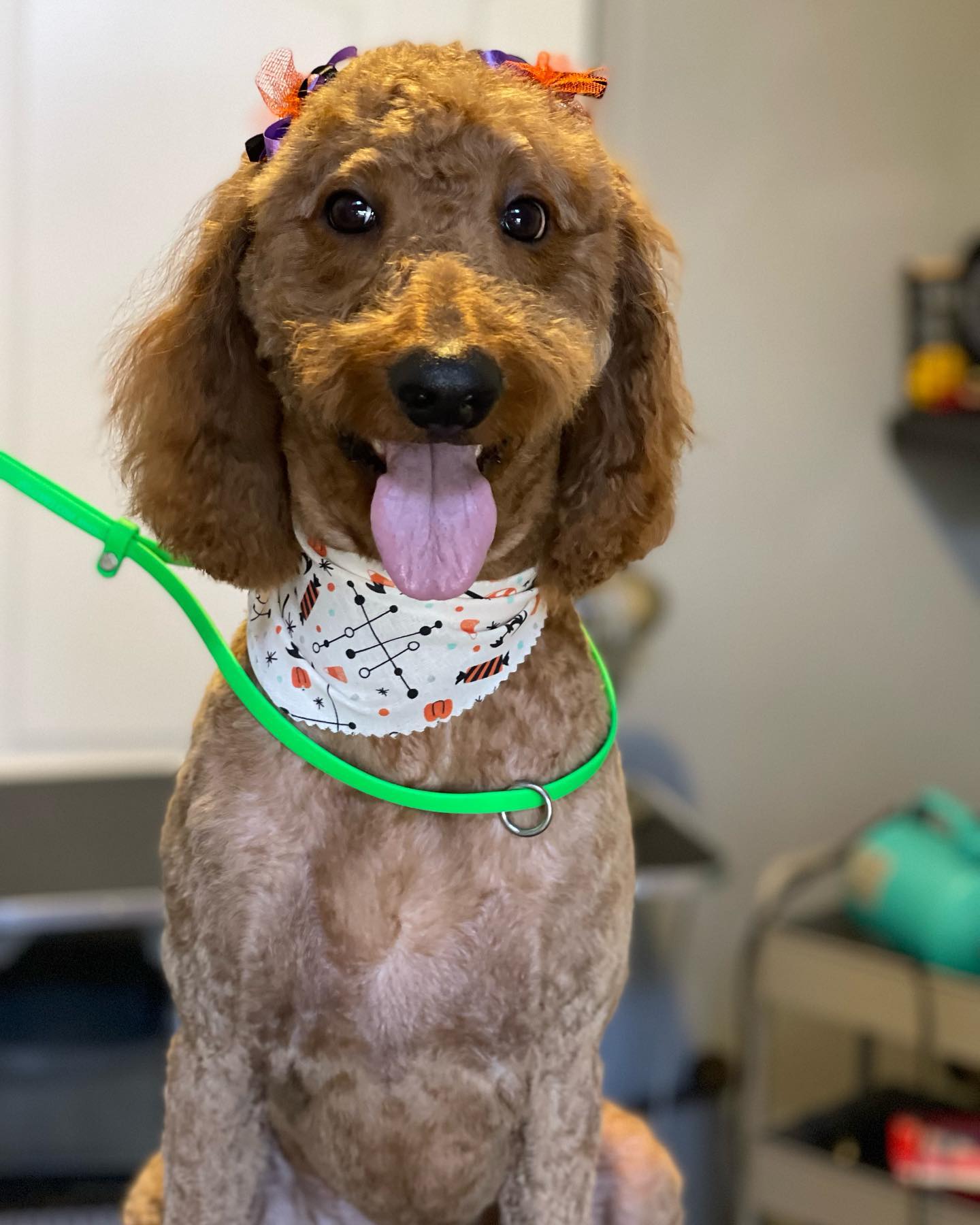 Pretty Paws Dog Grooming - Gilbert, AZ 85234